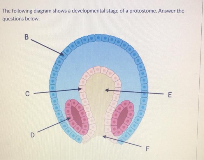 Solved The following diagram shows a developmental stage of | Chegg.com