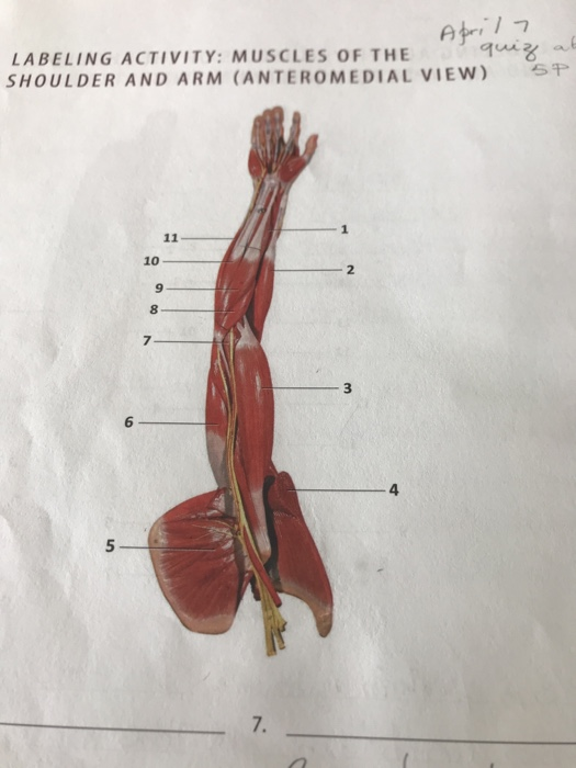 Solved April7 LABELING ACTIVITY: MUSCLES OF THE 48 А | Chegg.com