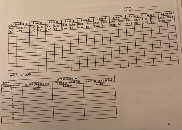 Solved Name: Section DNA Marker (1) Lane 2 Lane 3 Lane 4 | Chegg.com