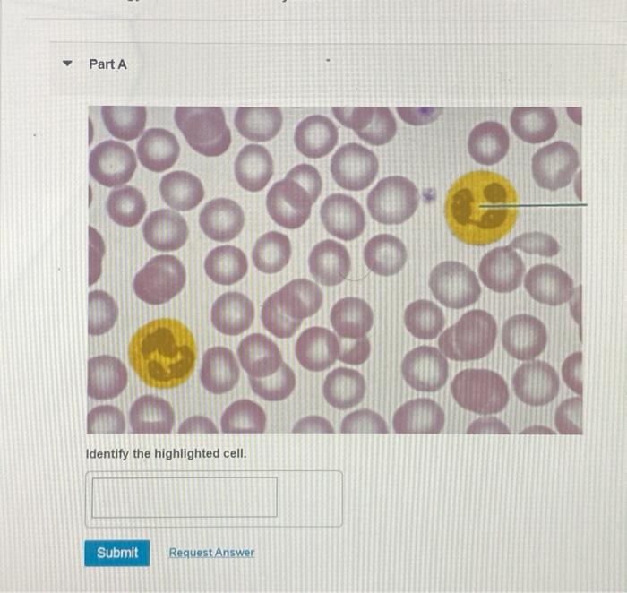 Solved Identify the highlighted cell. | Chegg.com