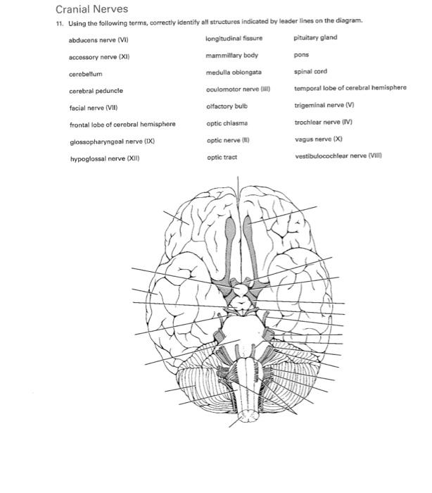 Solved Cranial Nerves 11. Usina the followina terms, | Chegg.com