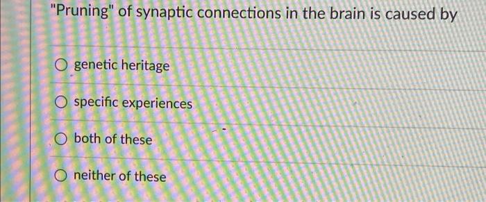 Solved "Pruning" of synaptic connections in the brain is | Chegg.com