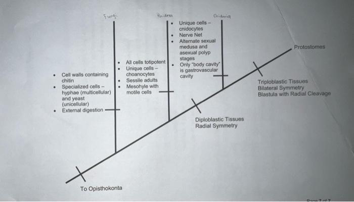 Please complete the cladogram by classifying each of | Chegg.com