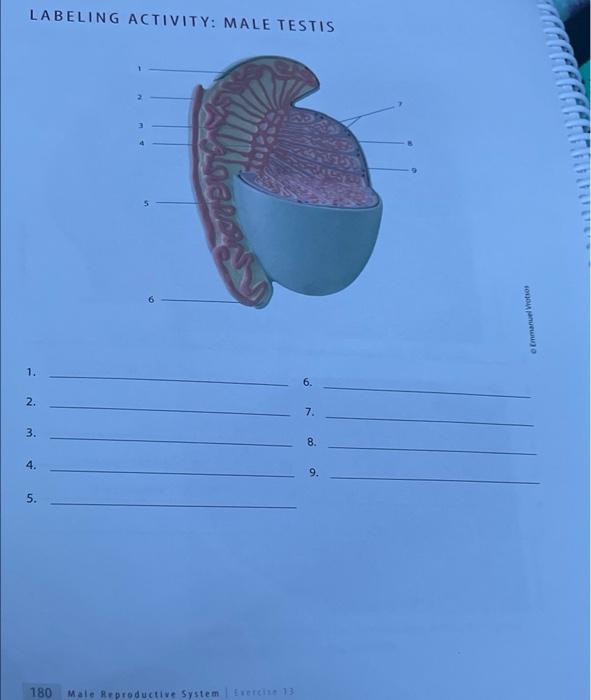Solved LABELING ACTIVITY: MALE TESTIS 2 3 5 മായി 6 Emmanuel | Chegg.com