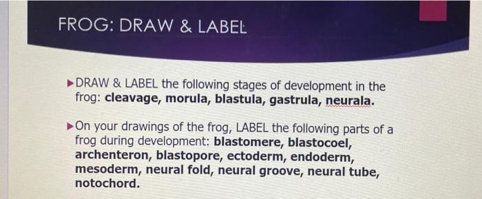 Solved HUMAN: DRAW & LABEL DRAW & LABEL the following stages | Chegg.com