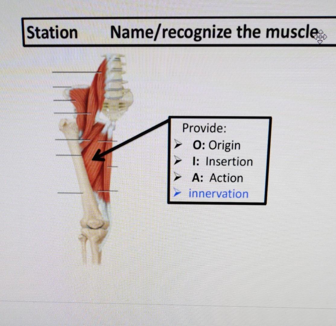 Solved scles Station Name/recognize the muscle | Chegg.com