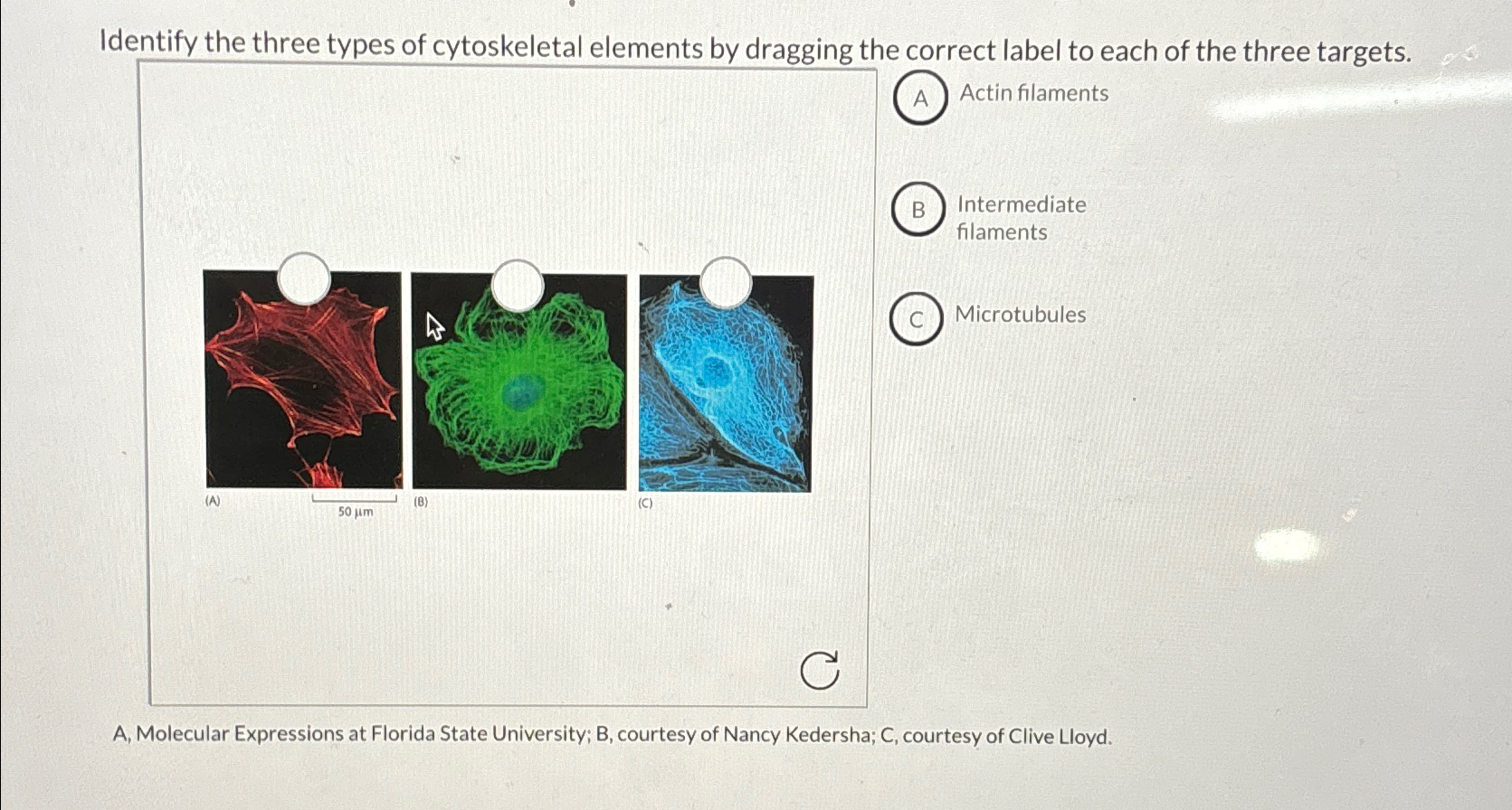 Solved Identify The Three Types Of Cytoskeletal Elements By