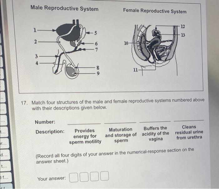 Solved Male Reproductive System Female Reproductive System | Chegg.com