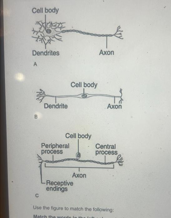 Solved 1. : Which neuron would activate to a muscle? 2. : | Chegg.com
