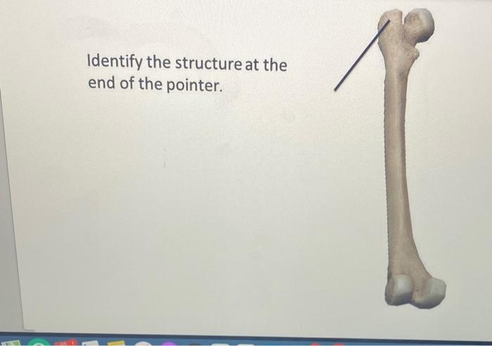 Solved Identify the structure at the end of the pointer. | Chegg.com