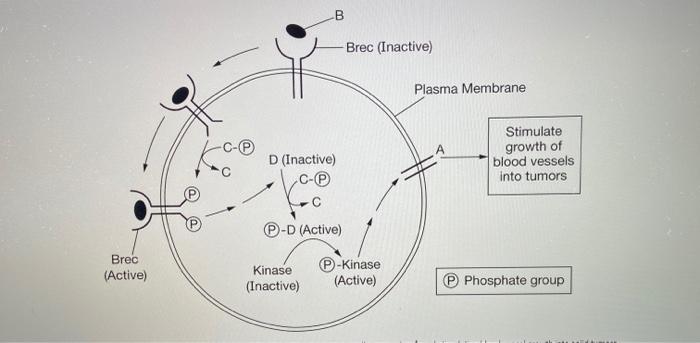 B Brec (Inactive) Plasma Membrane D(Inactive) | Chegg.com