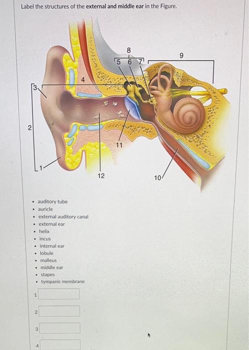 Solved Label the structures of the external and middle ear | Chegg.com