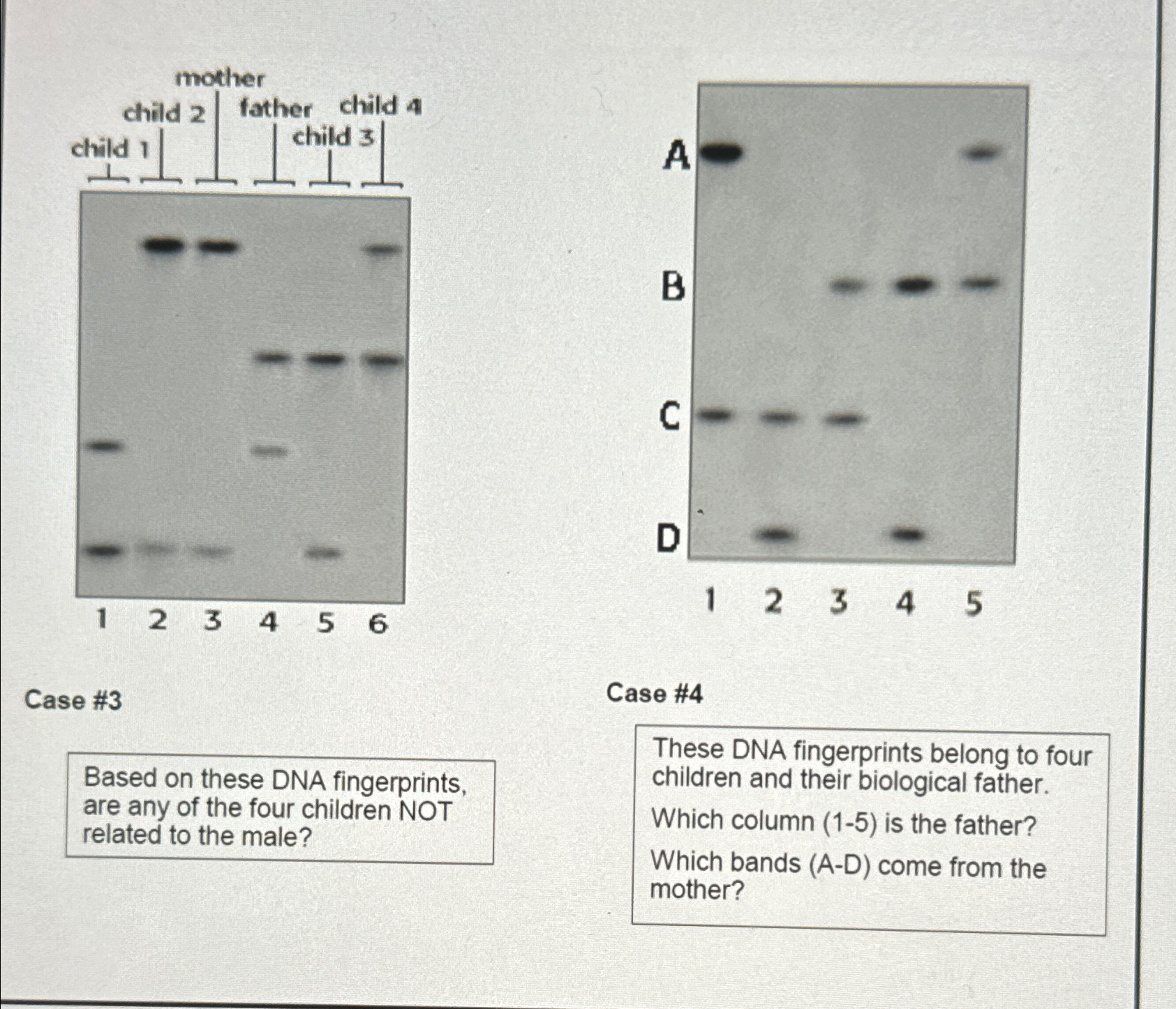 Solved Case #3Based on these DNA fingerprints, are any of | Chegg.com