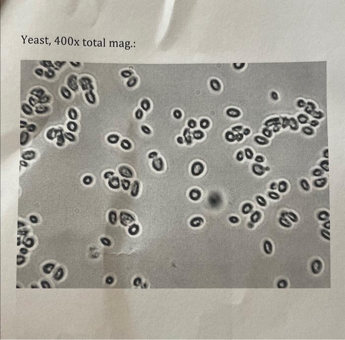 Lab Manual, Exercise 1: Review the following images | Chegg.com