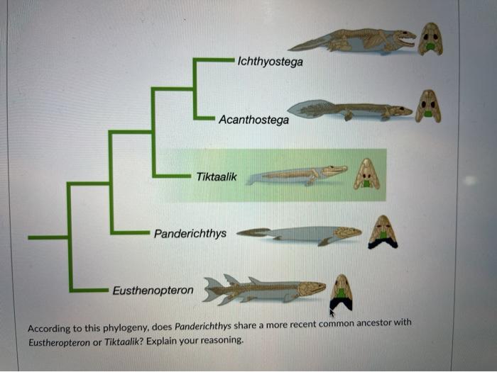 Solved Ichthyostega Acanthostega Tiktaalik Panderichthys | Chegg.com