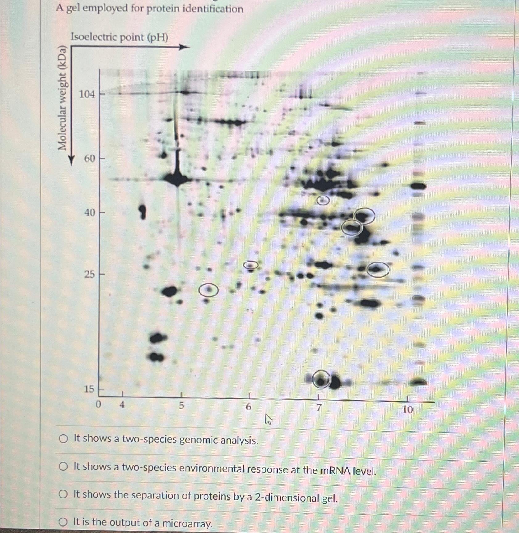 Solved A gel employed for protein identificationIt shows a | Chegg.com