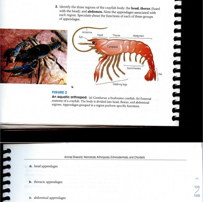 Solved 2. Identify the three regions of the crayfish body: | Chegg.com