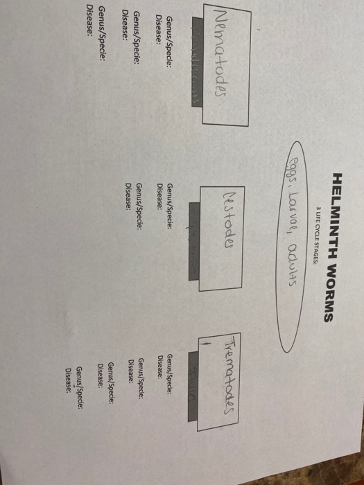 HELMINTH WORMS 3 LIFE CYCLE STAGES: eggs, Larval, | Chegg.com