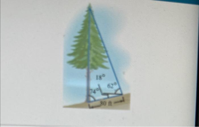 Solved whats the height of the tree | Chegg.com