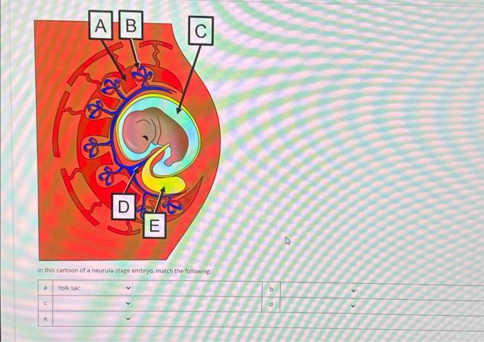 Solved in this cartoon of a neurula-stage embryo, match the | Chegg.com