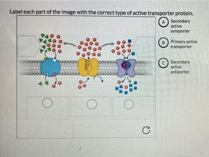 Solved Label each part of the image with the correct type of | Chegg.com