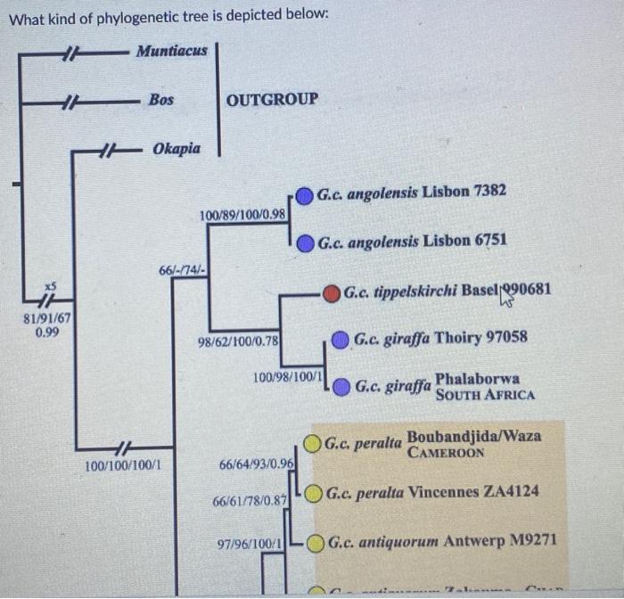 Solved What kind of phylogenetic tree is depicted below: An | Chegg.com
