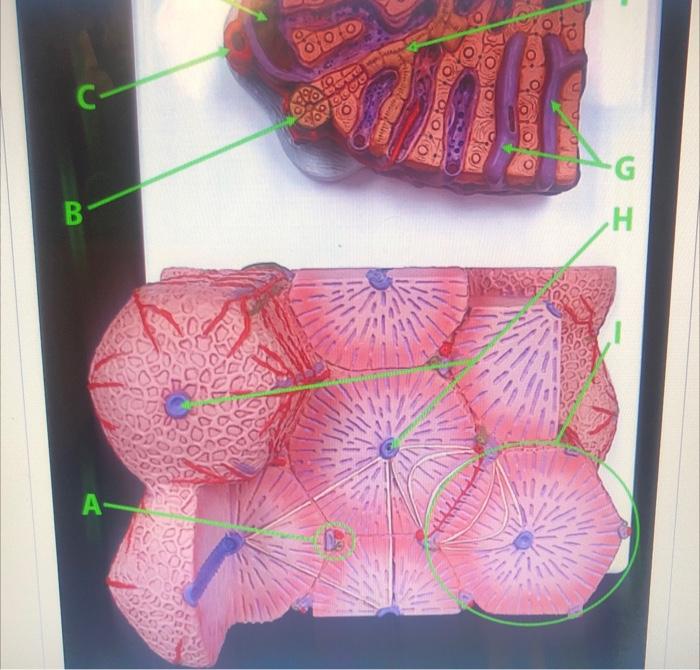 Liver Histology Model Labeled