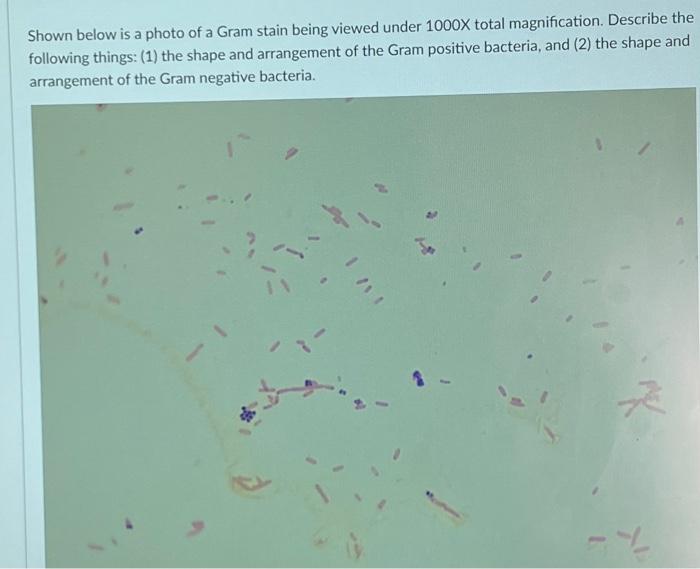 Solved Shown below is a photo of a Gram stain being viewed | Chegg.com