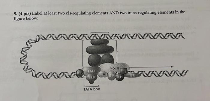 Solved 9. (4 pts) Label at least two cis-regulating elements | Chegg.com