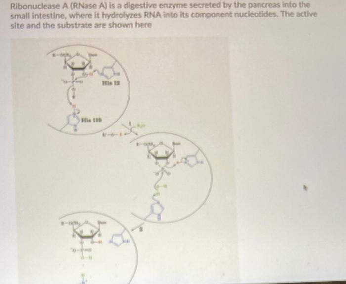 Solved Ribonuclease A (RNase A) is a digestive enzyme | Chegg.com