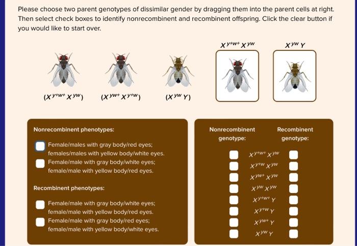 Solved Please choose two parent genotypes of dissimilar | Chegg.com