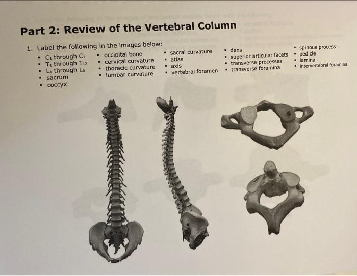 Part 2: Review of the Vertebral Column 1. Label the | Chegg.com