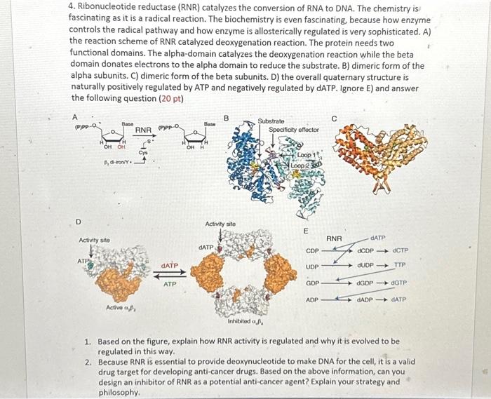 Solved 4. Ribonucleotide reductase (RNR) catalyzes the | Chegg.com