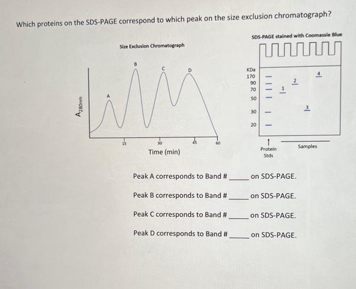 Solved Based on these data, you generated the following | Chegg.com
