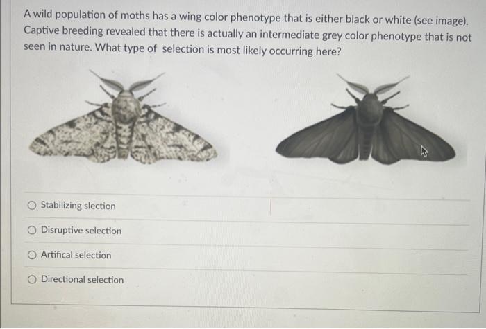 Solved A wild population of moths has a wing color phenotype | Chegg.com