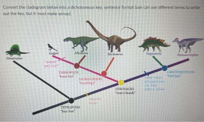 Convert the cladogram below into a dichotomous key, | Chegg.com