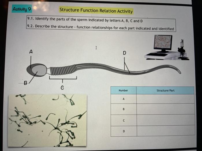 Solved Activity 7: Identify the parts/structures of the | Chegg.com