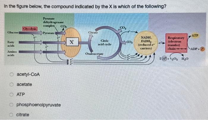 Solved In the figure below, the compound indicated by the X | Chegg.com