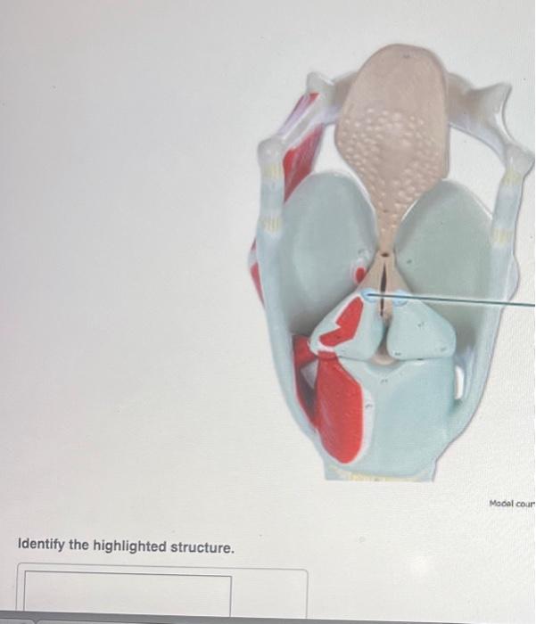 Solved Identify the highlighted structure. | Chegg.com