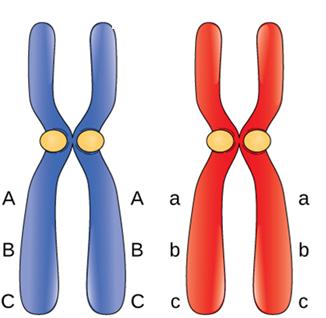 Solved Are the chromosomes in the diagram replicated | Chegg.com