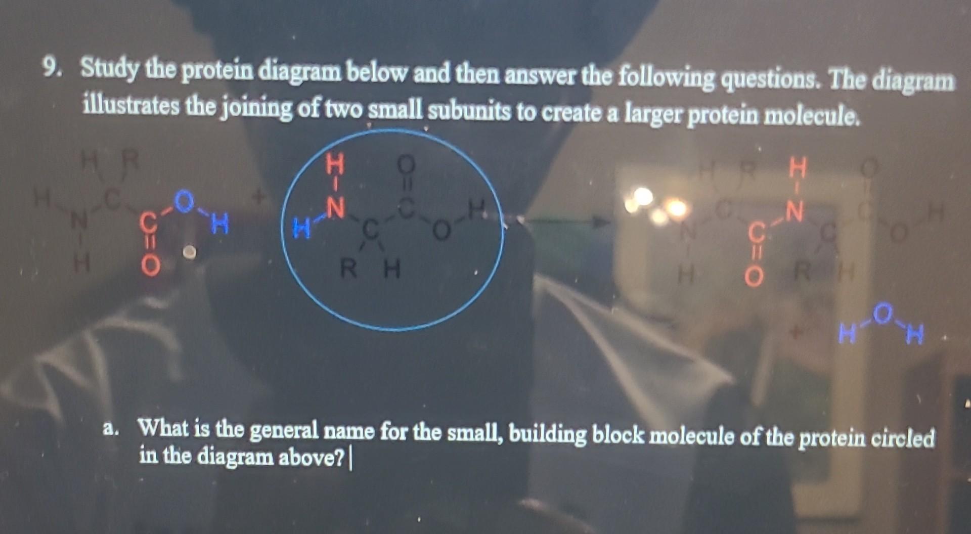 Solved 9. Study the protein diagram below and then answer | Chegg.com