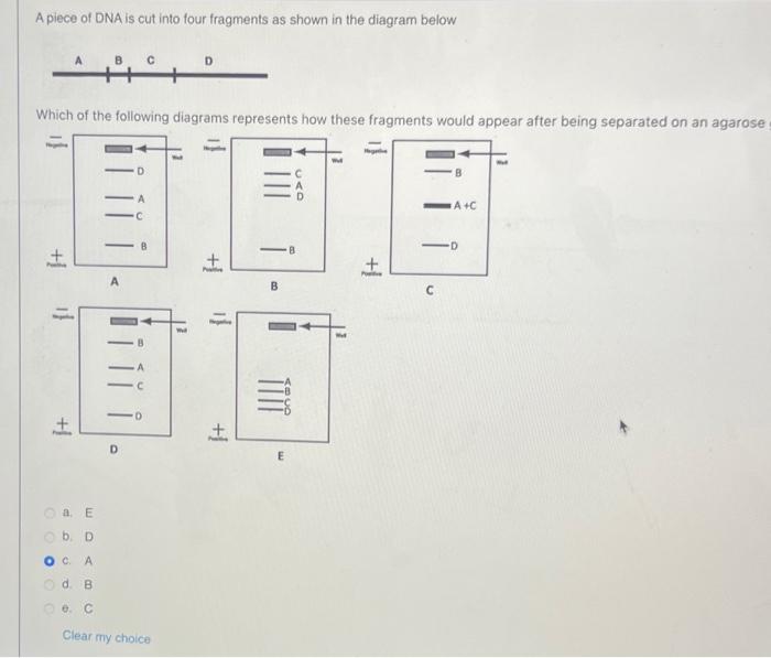 Solved A piece of DNA is cut into four fragments as shown in | Chegg.com