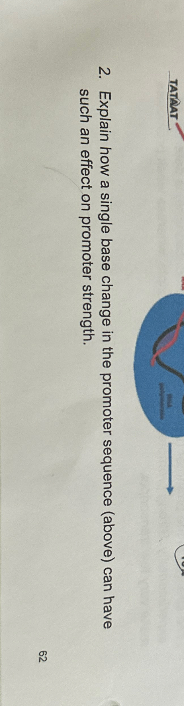 Solved Explain how a single base change in the promoter | Chegg.com