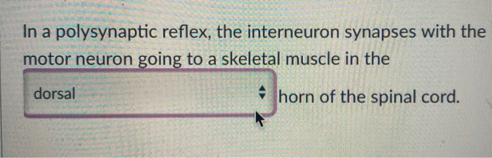 Solved In a polysynaptic reflex, the interneuron synapses | Chegg.com