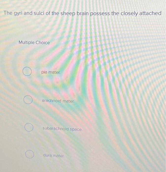 Solved The gyri and sulci of the sheep brain possess the | Chegg.com
