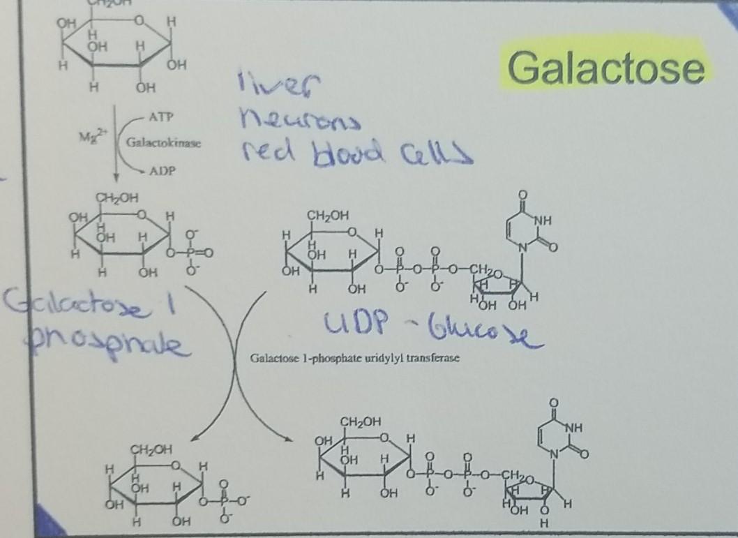 о Н OH Н ОН Н Н ОН Galactose Н ОН АТР м- neurons red | Chegg.com