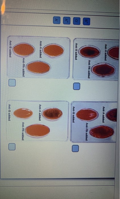 Solved Part A Complete the labeling activity by examining | Chegg.com