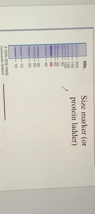 Solved how the rec protein ladder is used to estimate | Chegg.com