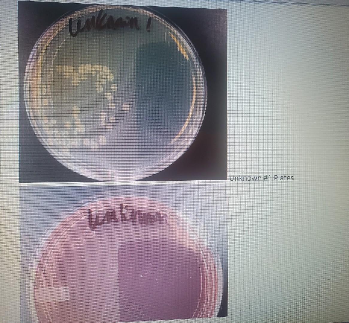 Solved RESULTS Nutrient Agar Mannitol Salt Agar Organism EMB | Chegg.com