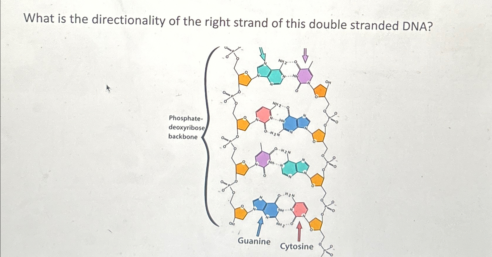 Solved What is the directionality of the right strand of | Chegg.com